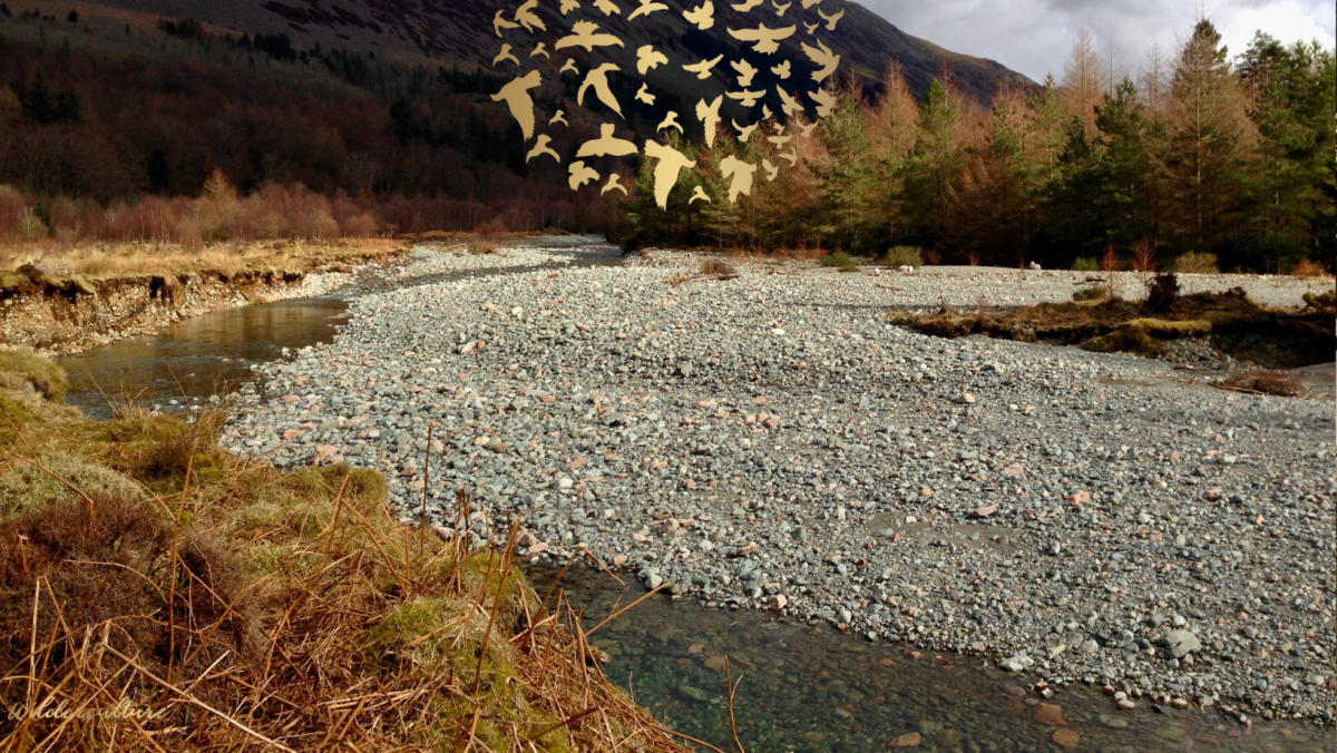 River Restoration helps Livestock Health – Wilderculture